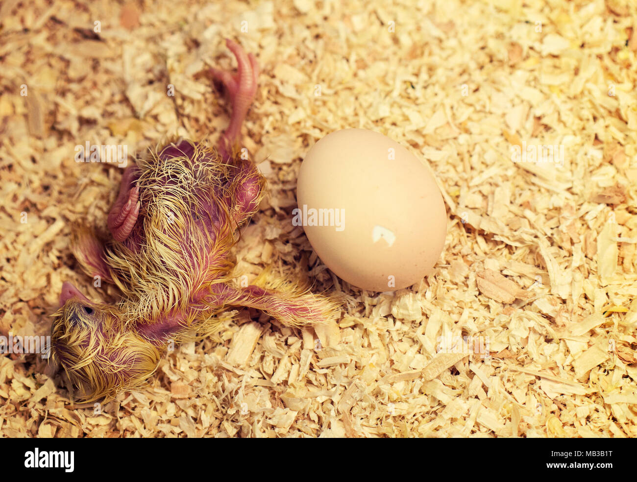 Life is just beginning hi-res stock photography and images - Alamy