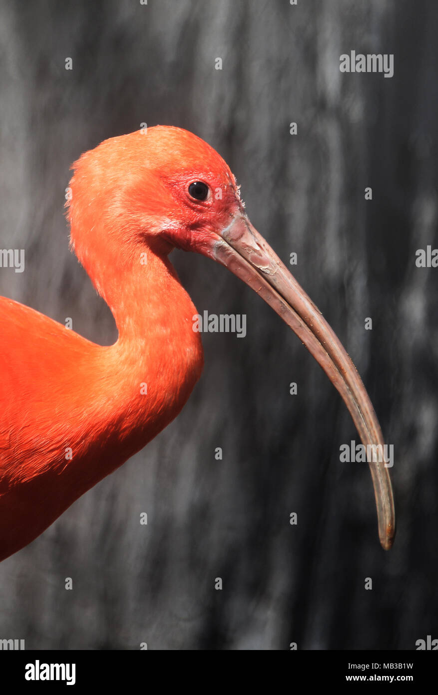 Side view bird hi-res stock photography and images - Alamy