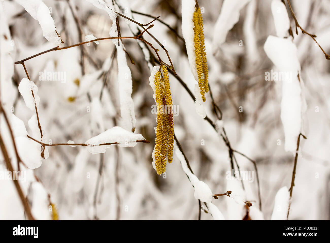 Outdoors rime ice hi-res stock photography and images - Alamy