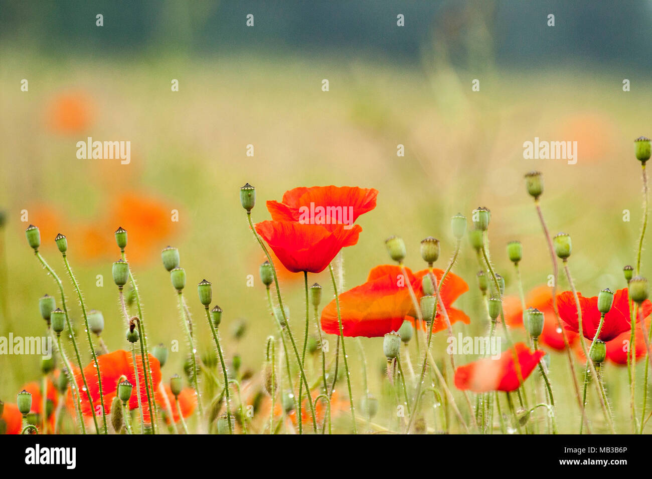 Poppy image hi-res stock photography and images - Alamy