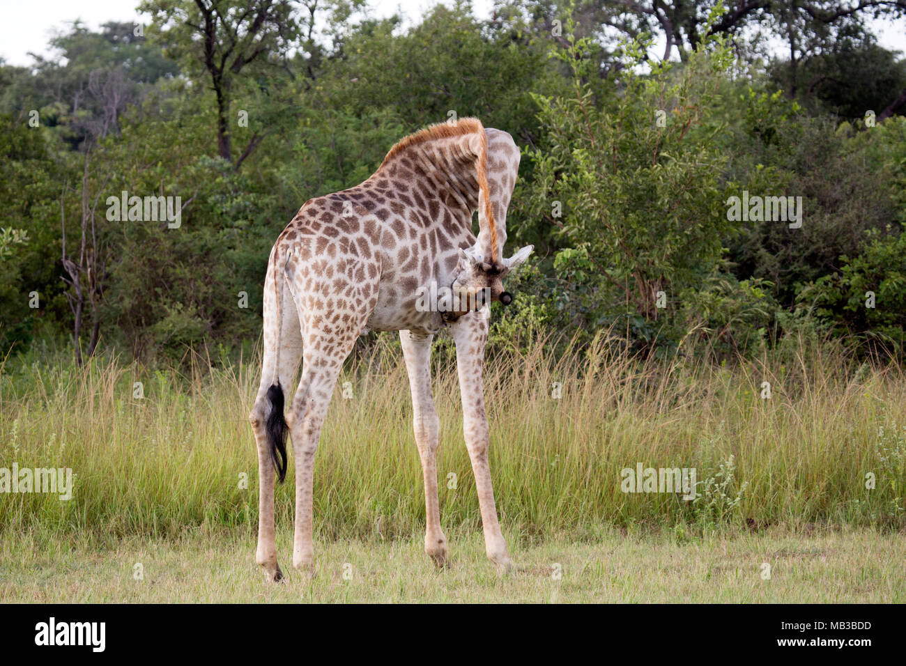 Giraffe preening at the reserve at Pamuzinda Safari Lodge near Harare ...