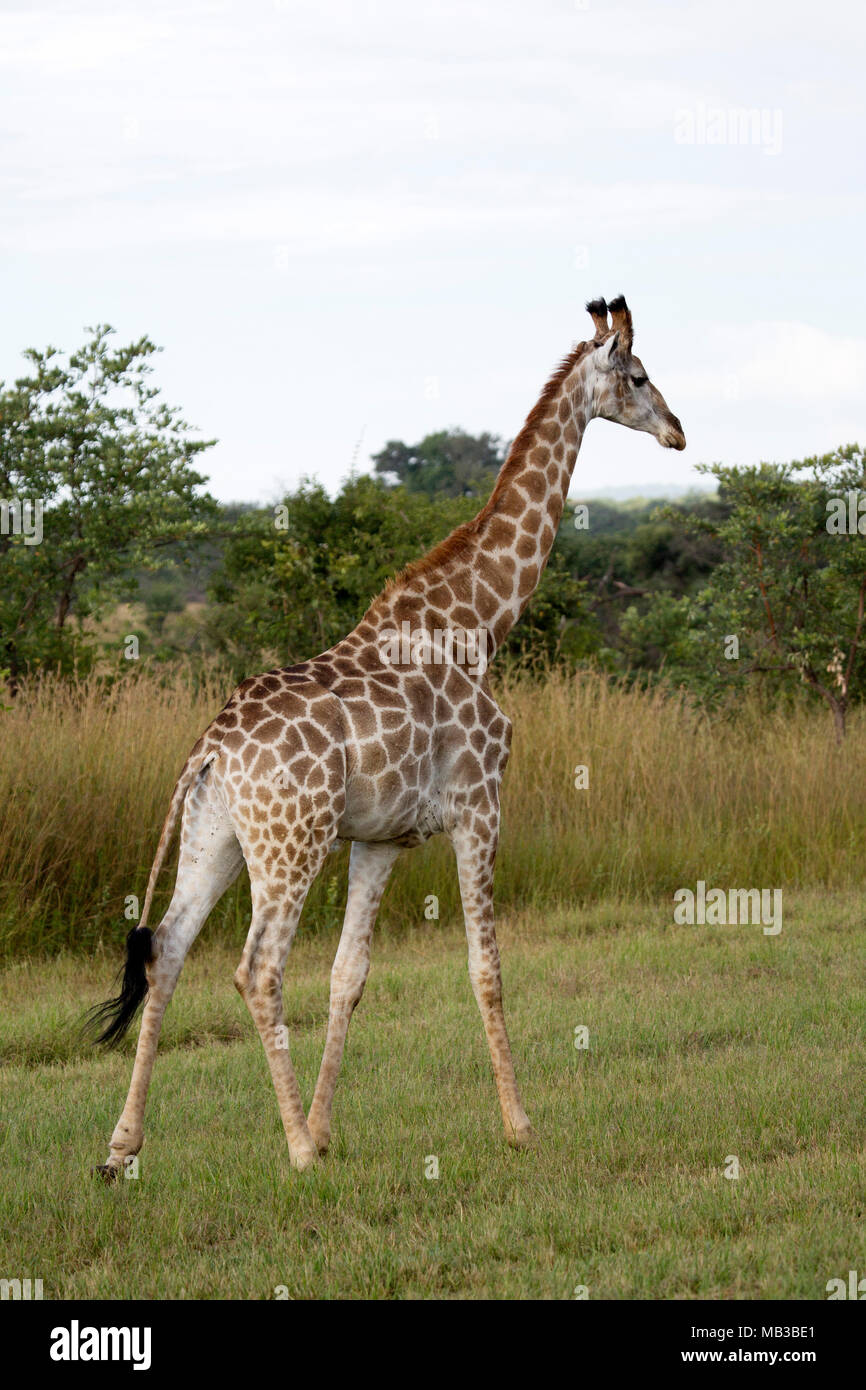 Giraffe seen during a game drive from Pamuzinda Safari Lodge near ...