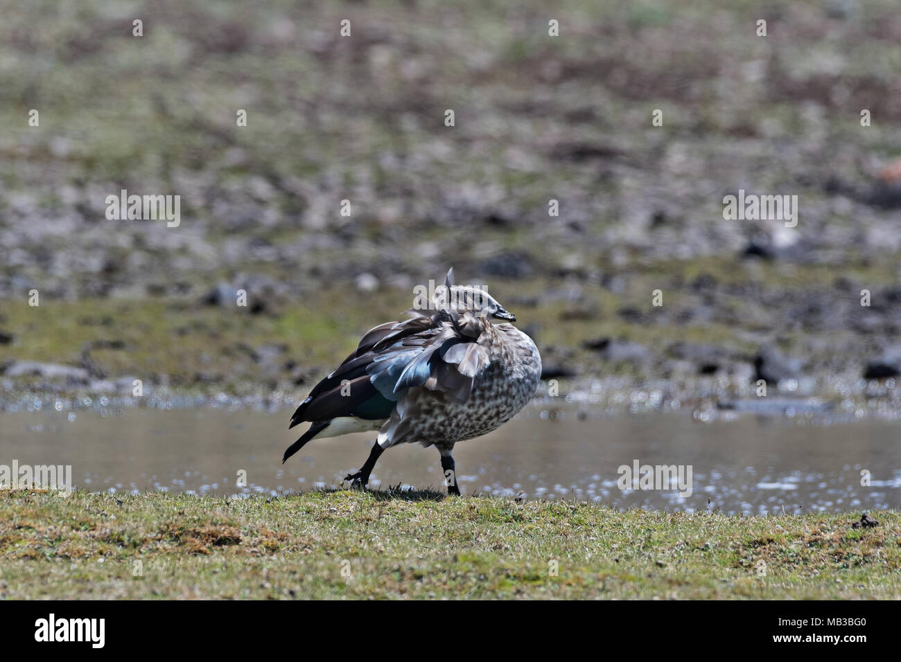 Blue-winged Goose (Cyanochen cyanoptera), Sanetti plateau, Ethiopia ... Blue-winged Goose (Cyanochen cyanoptera), Sanetti plateau, Ethiopia ...