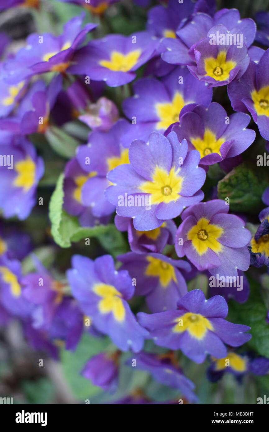 Amazing primula hi-res stock photography and images - Alamy