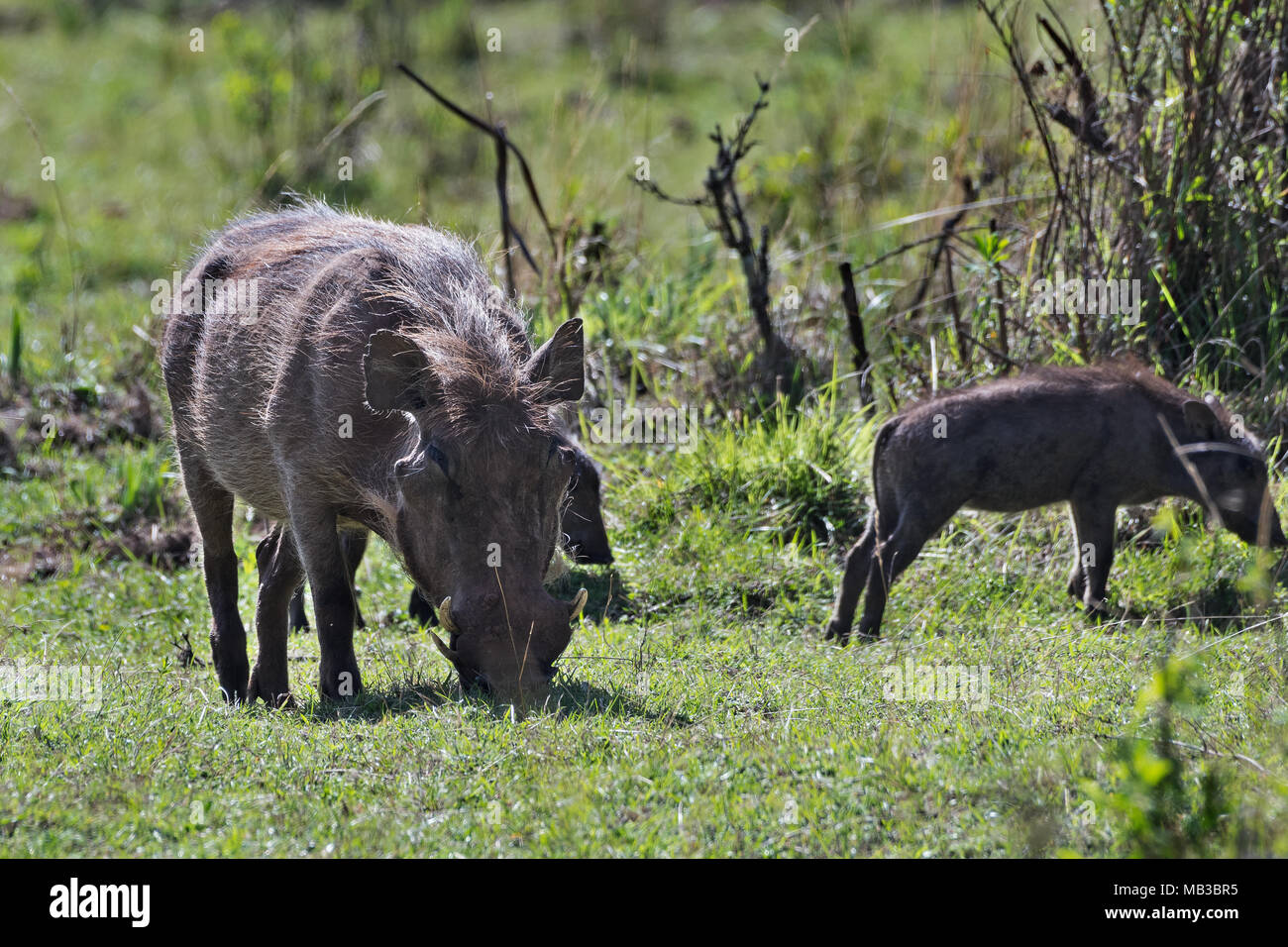 animals in their environment Stock Photo - Alamy