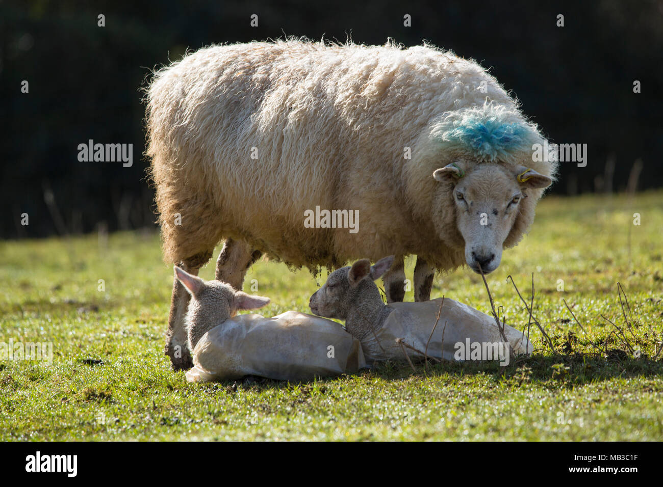 Ewe lambing hi-res stock photography and images - Alamy