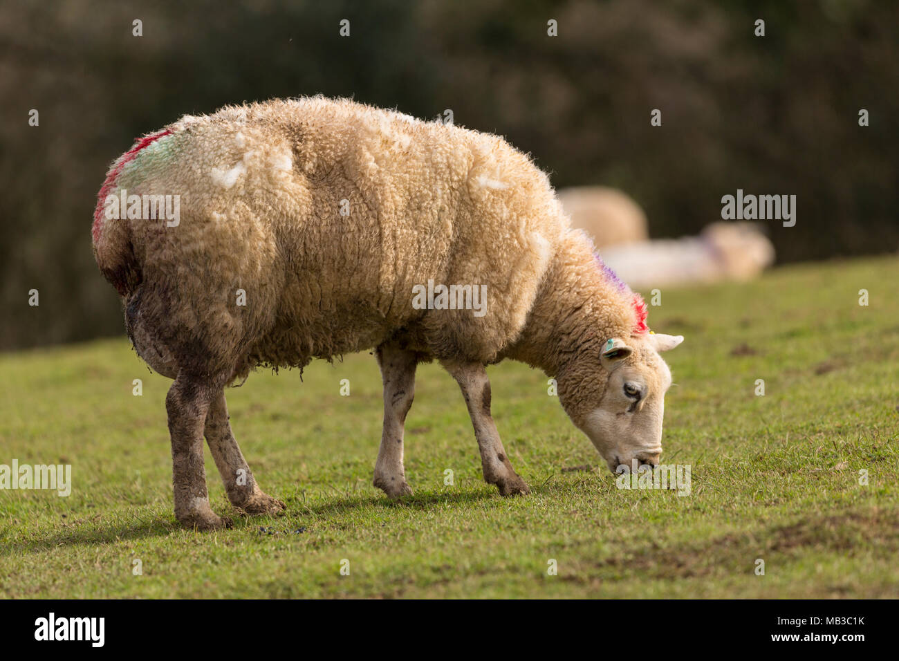 Rural family standing hi-res stock photography and images - Alamy
