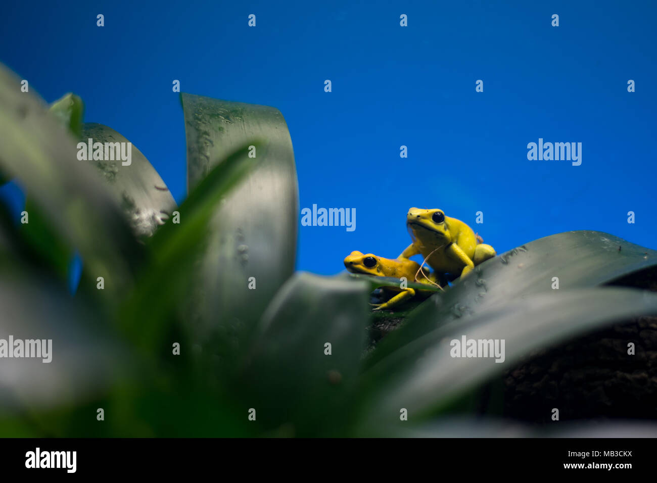 Golden Poison Dart Frog Stock Photos & Golden Poison Dart Frog Stock ...