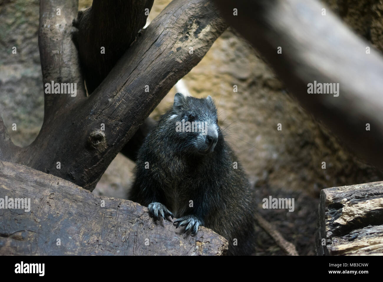 Large rodent hi-res stock photography and images - Alamy