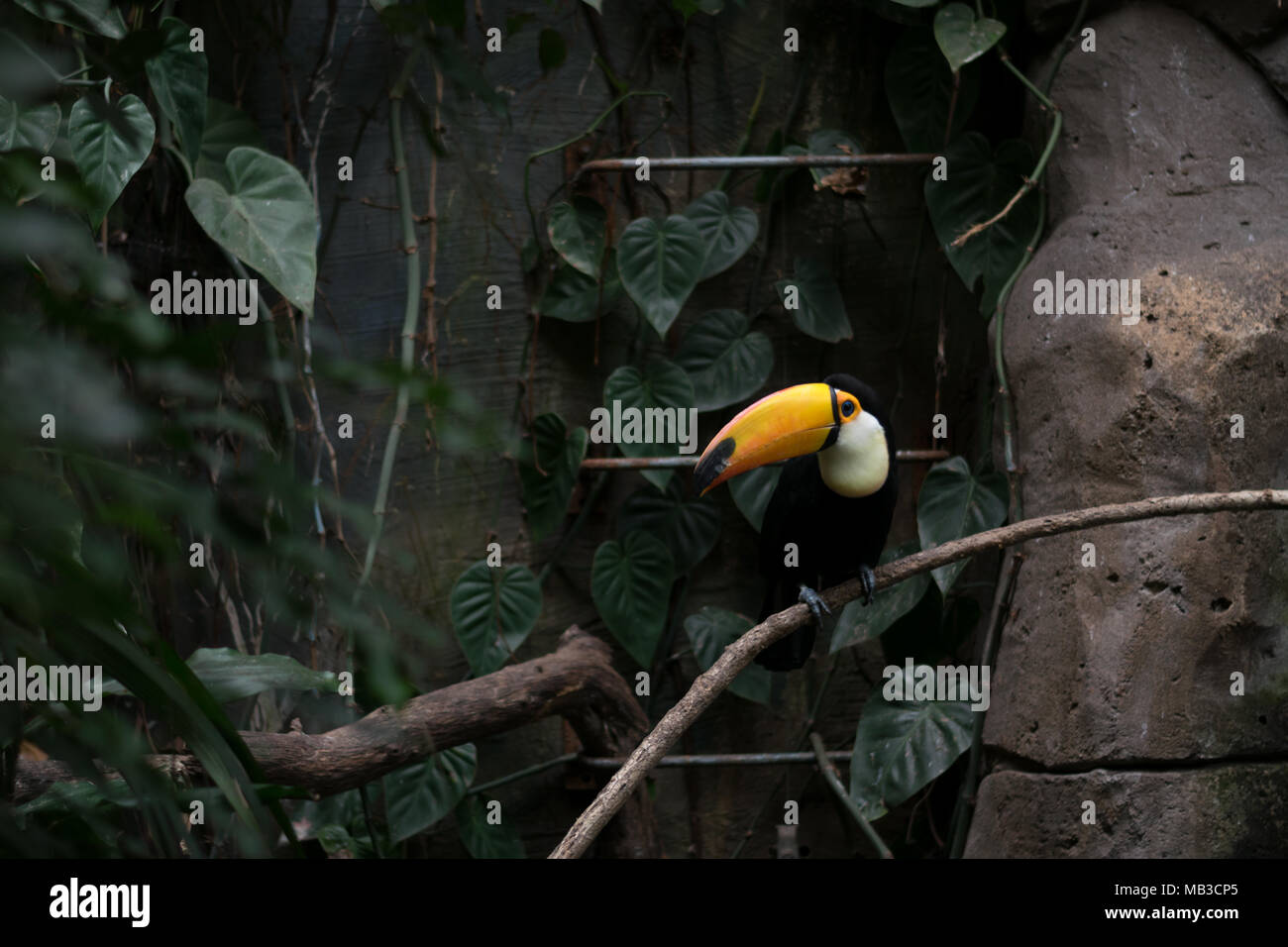 Toucan sitting on a branch in a Jungle exhibit at Faunia Biopark ...