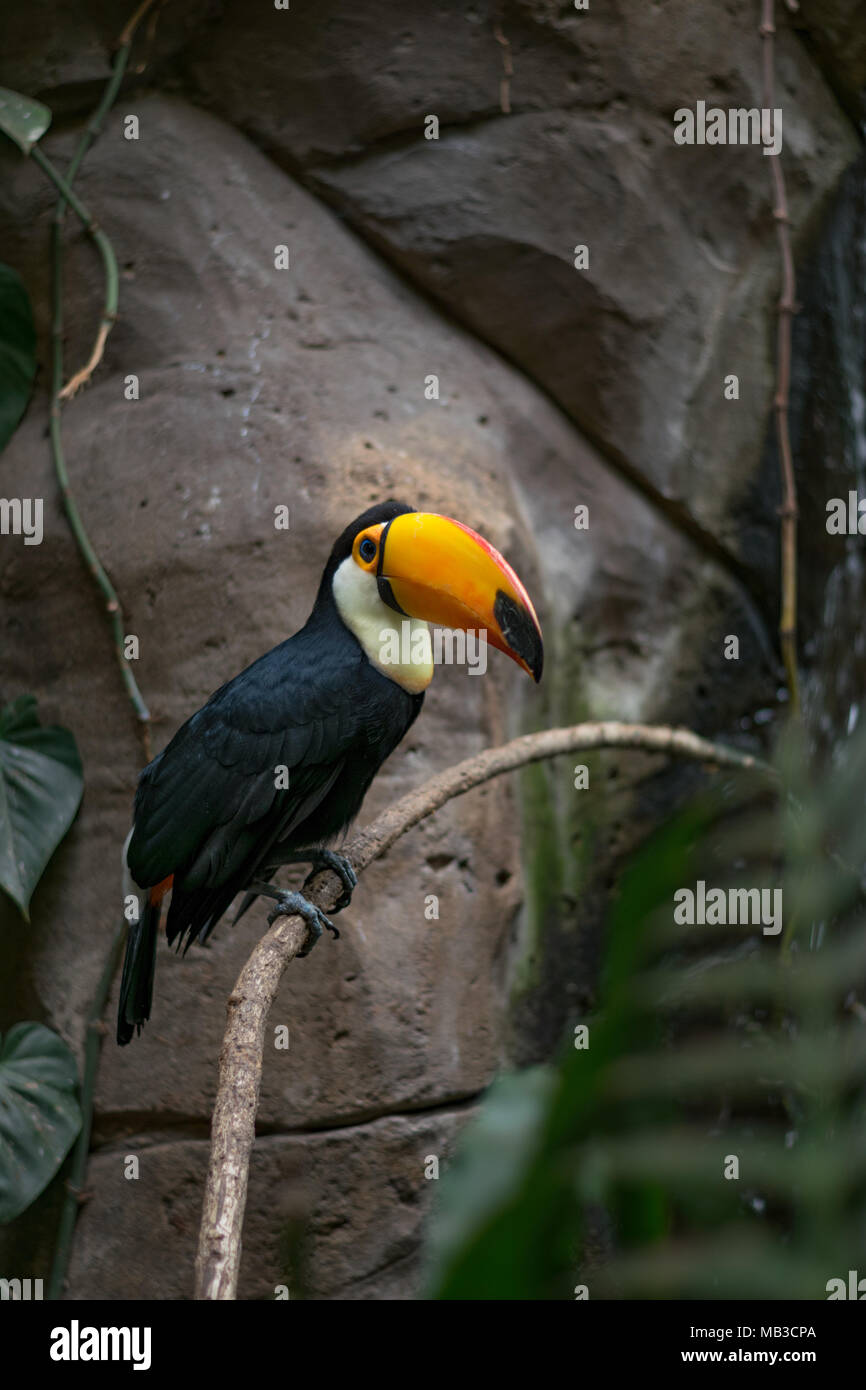 Toucan sitting on a branch in a Jungle exhibit at Faunia Biopark ...