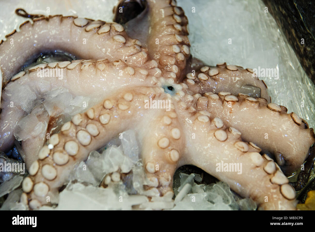 fresh octopus closeup on display in fish department Stock Photo - Alamy