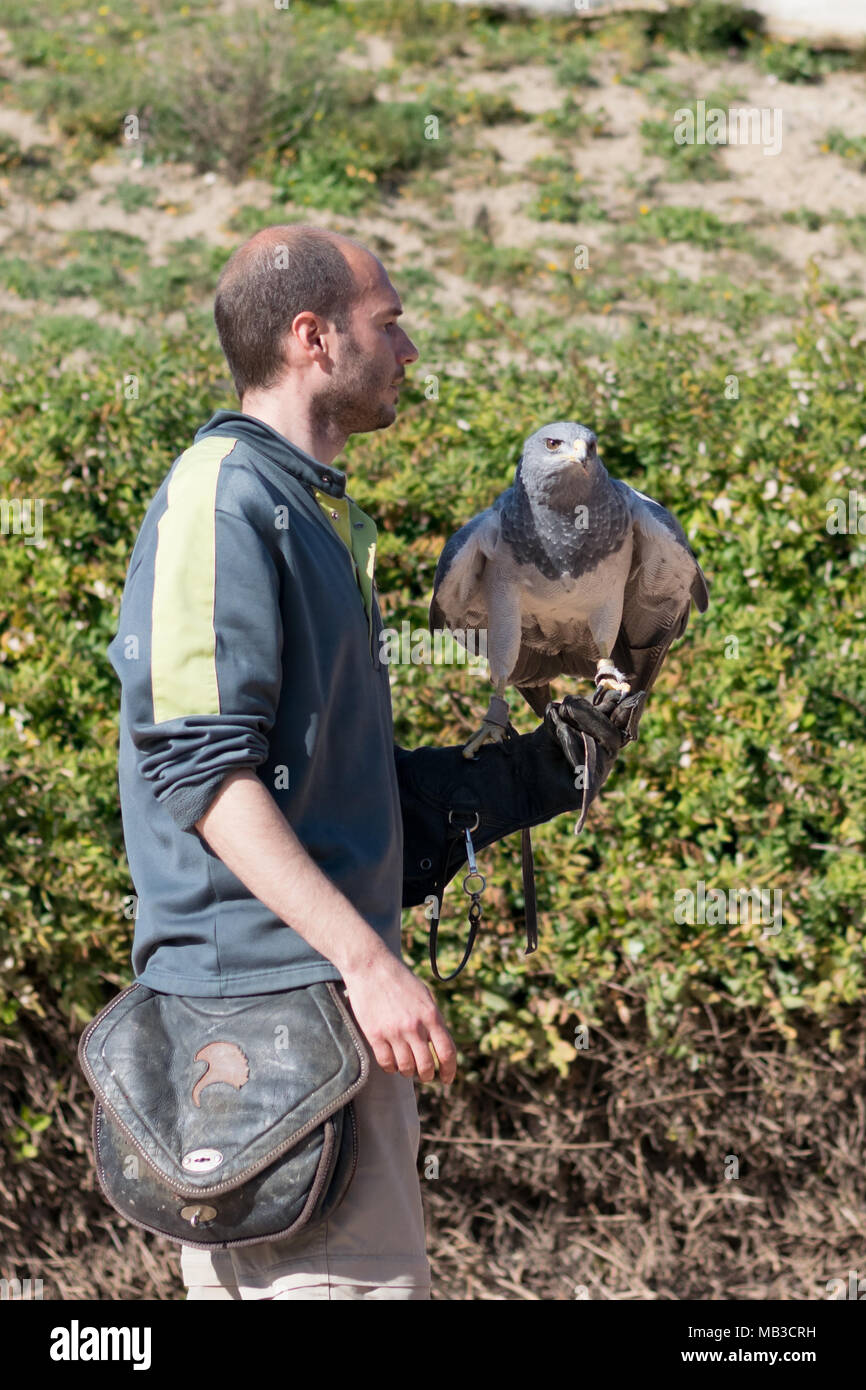 Eagle perched on handler during a display at Faunia biopark, Madrid ...