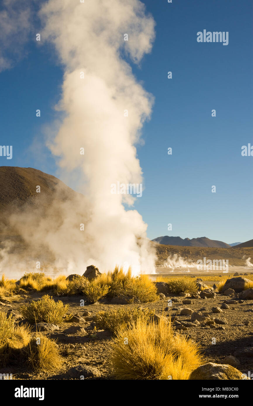 Fumaroles at El Tatio Geysers at an altitude of 4300m, Atacama desert ...