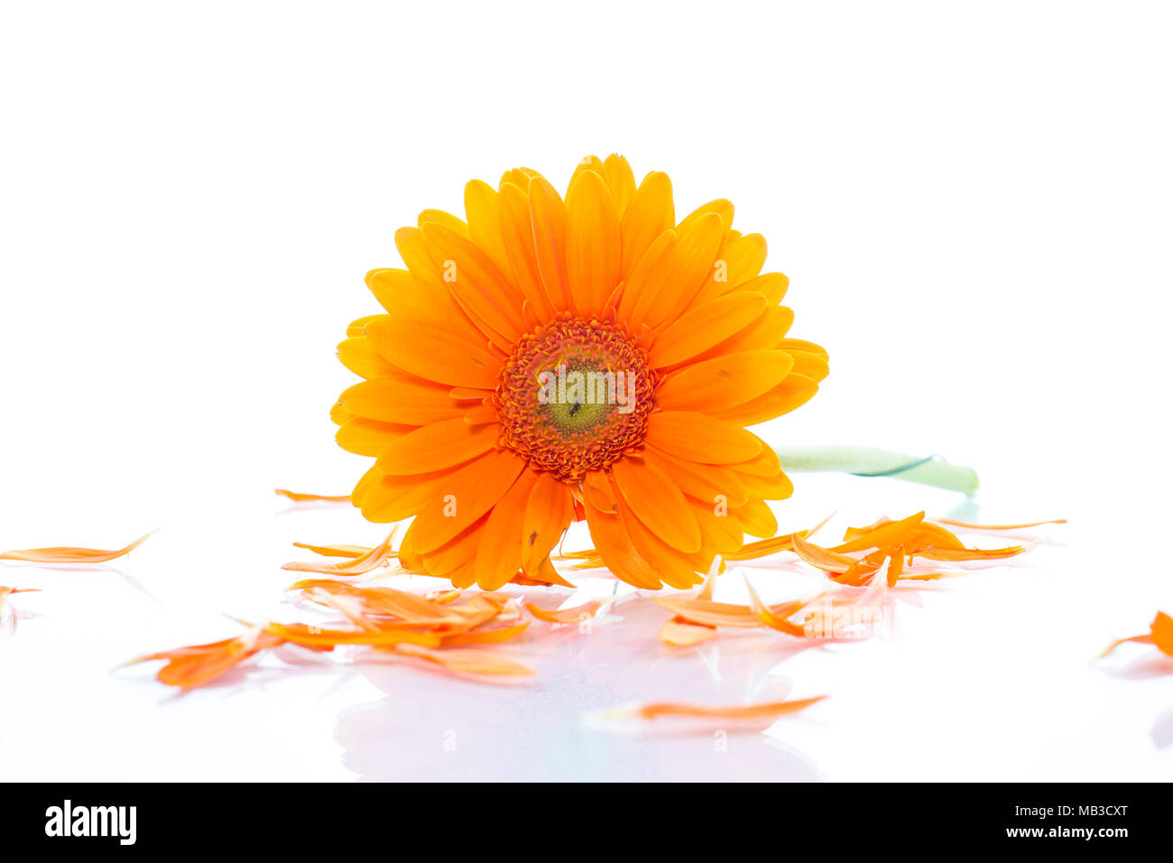Yellow daisy flower isolated Stock Photo - Alamy