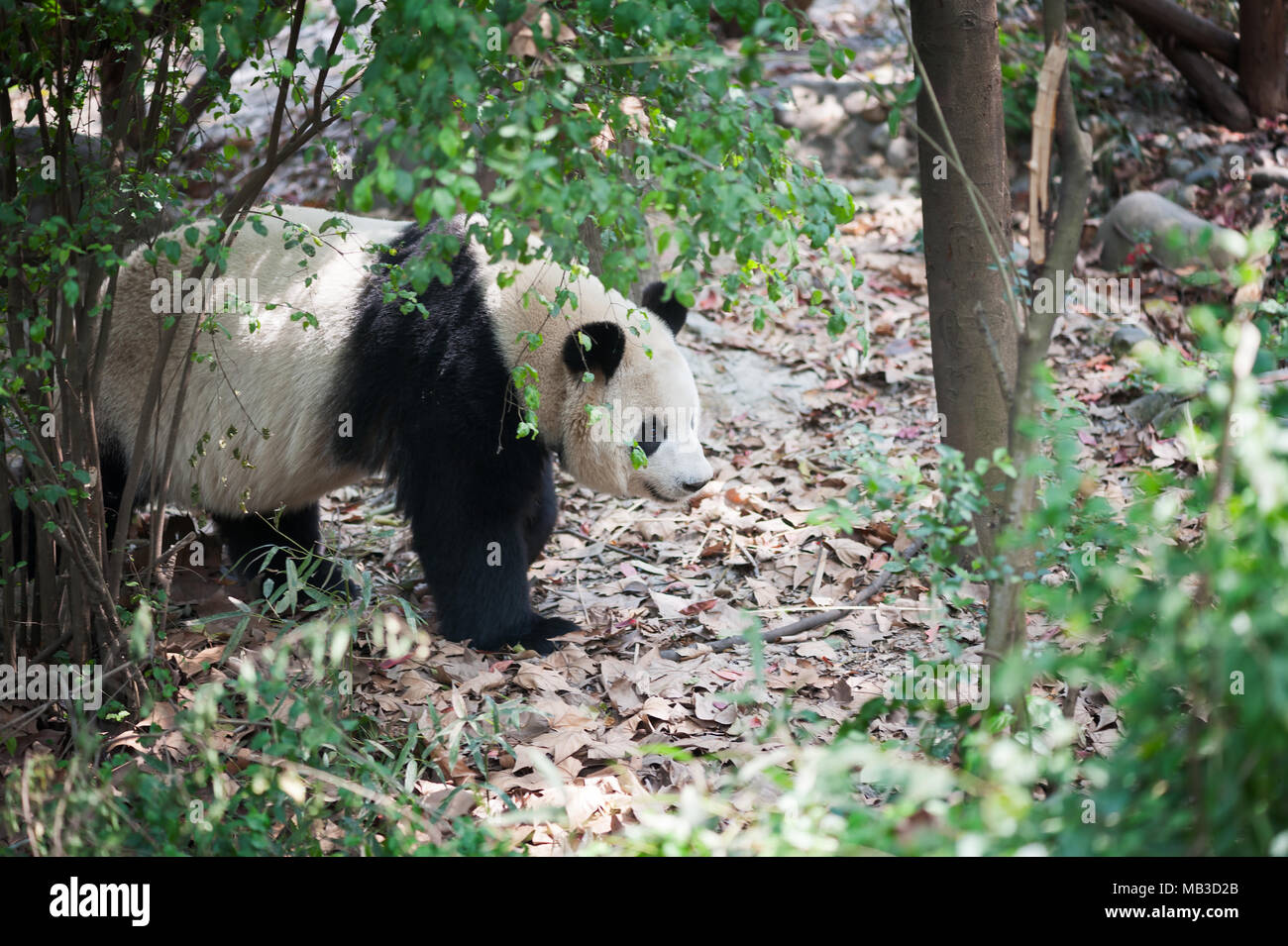 Giant panda walking in the forest, Chengdu, China Stock Photo - Alamy