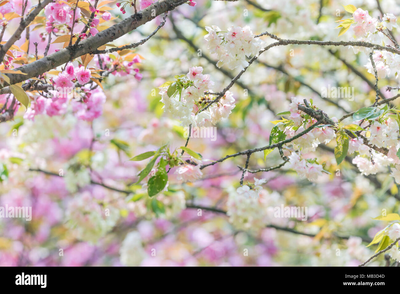 Cherry blossom trees in springtime, Chengdu, China Stock Photo - Alamy