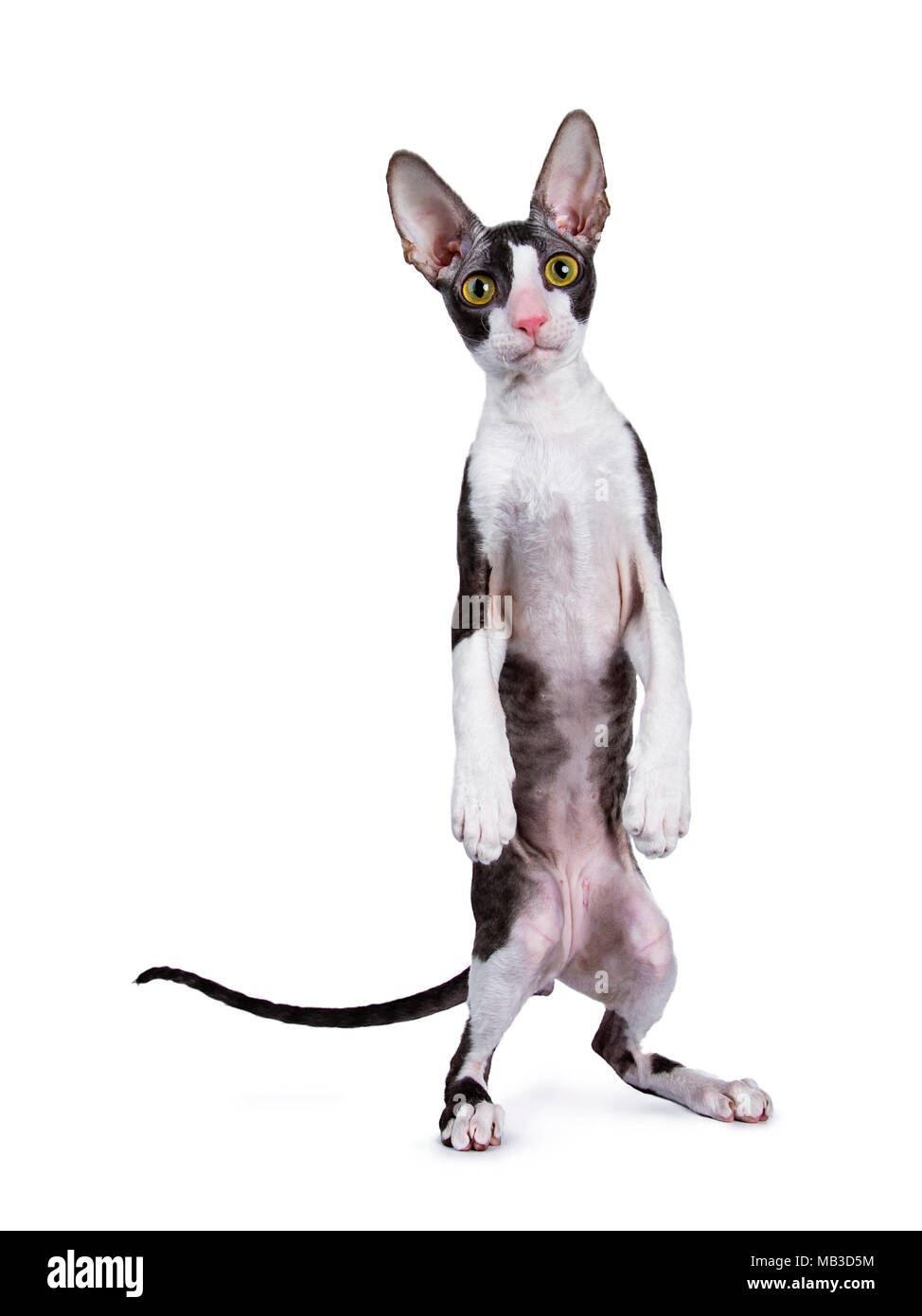 Cornish Rex cat / kitten standing on back paws like human / meerkat ...