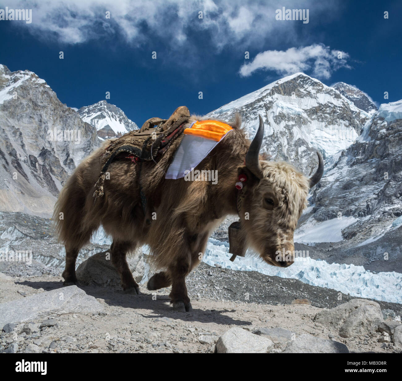 Iconic view of a beautiful Himalayan yak walking near Everest base camp with a range of high ...