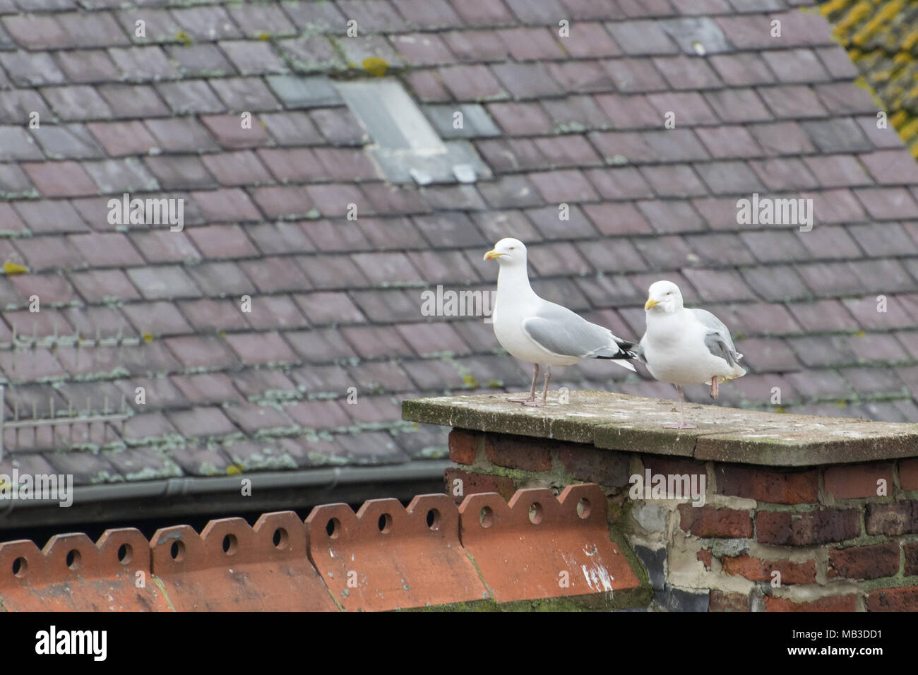 Seagulls living amongst the chimneys and rooftops of the English North ...