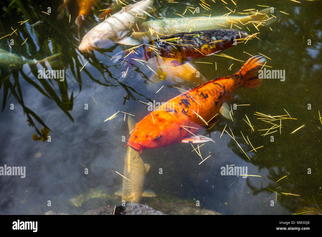 Japan fish call Carp or Koi fish colorful, Many fishes many color ...