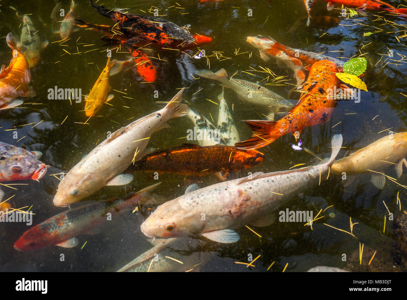 Japan fish call Carp or Koi fish colorful, Many fishes many color ...