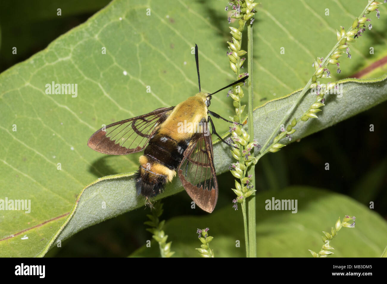 Moth pollination hi-res stock photography and images - Alamy
