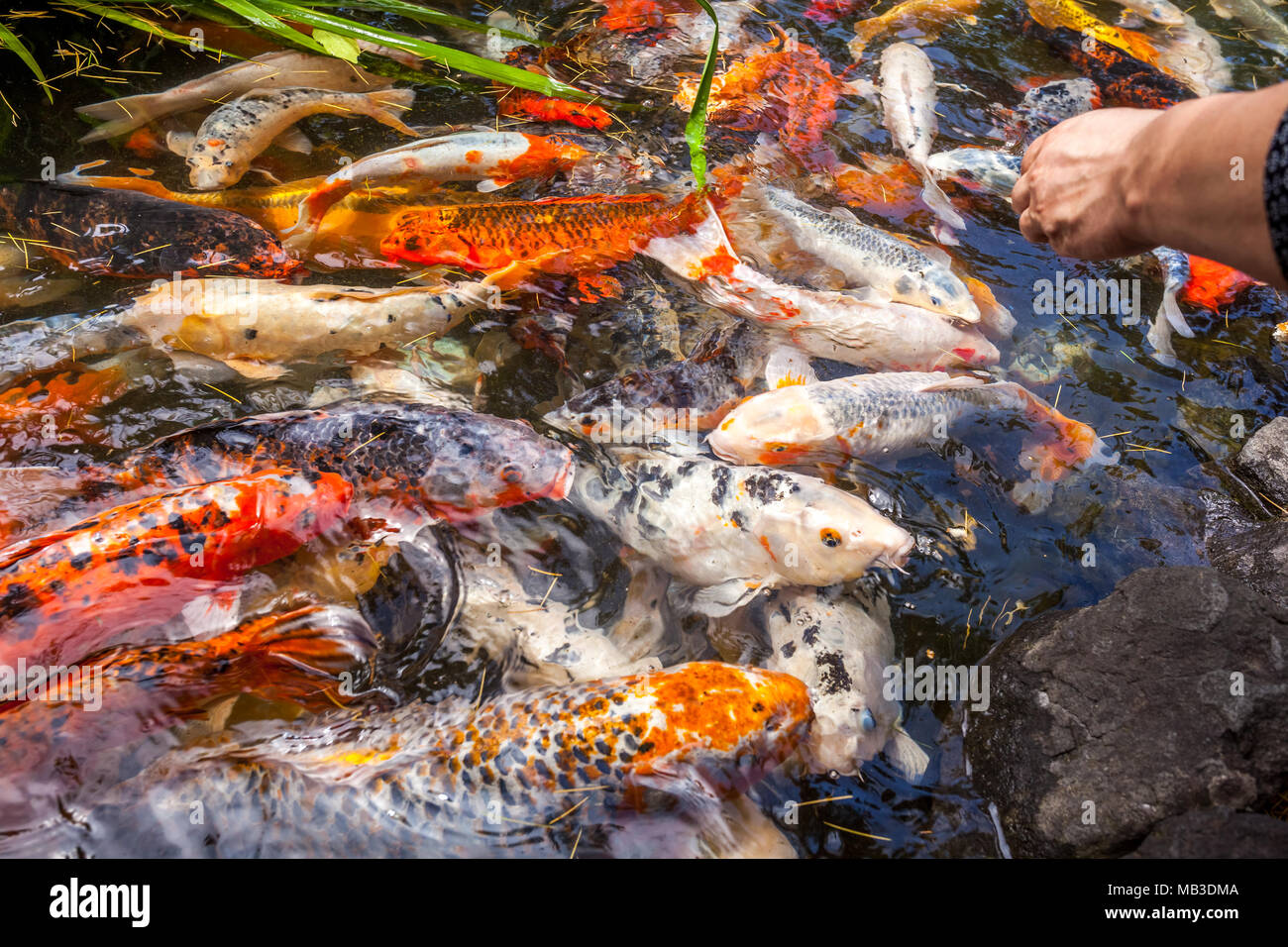 Japan fish call Carp or Koi fish colorful, Many fishes many color ...