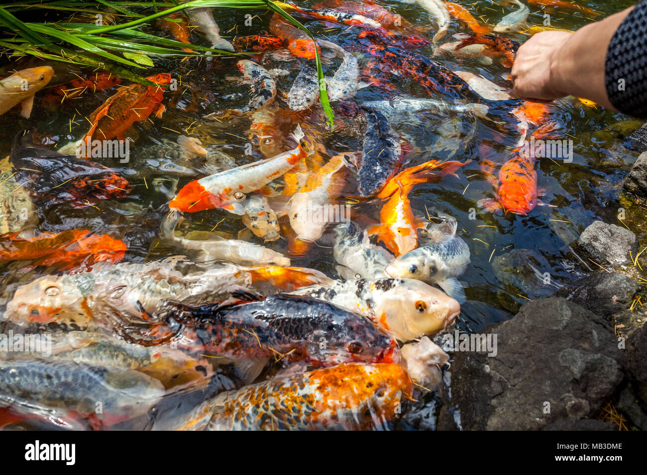 Japan fish call Carp or Koi fish colorful, Many fishes many color ...