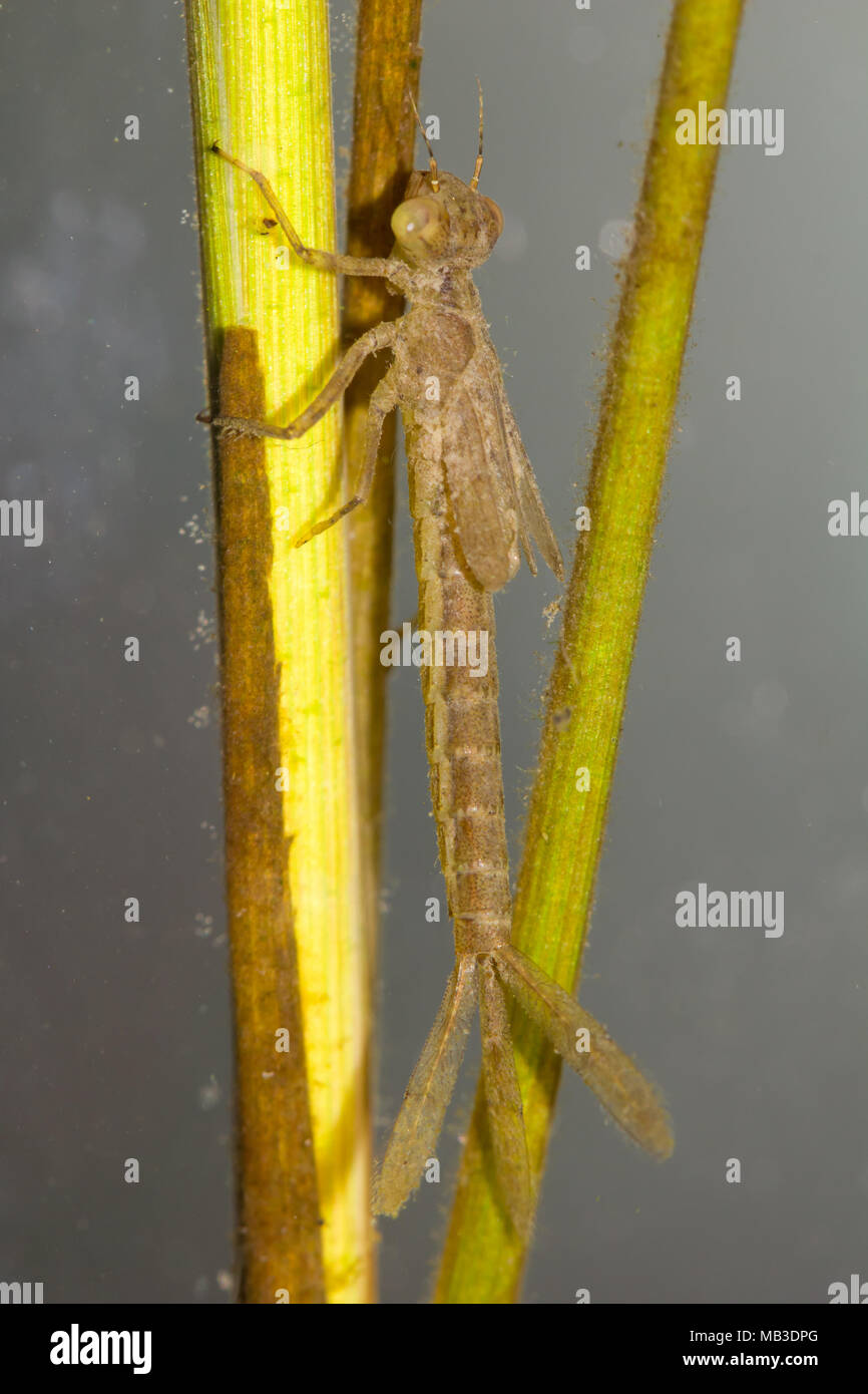 Damselfly larvae hi-res stock photography and images - Alamy