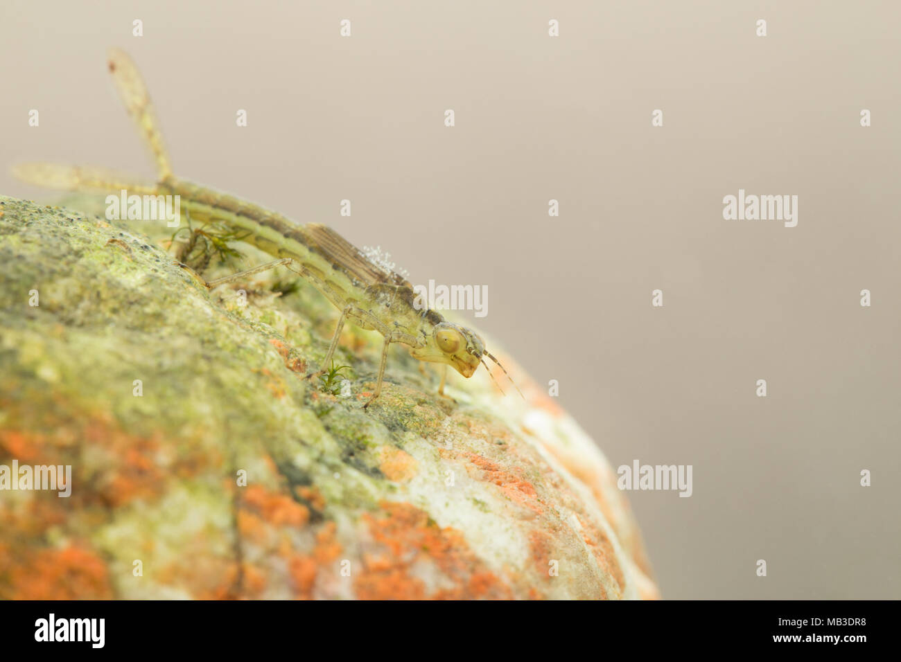 Damselfly larvae hi-res stock photography and images - Alamy