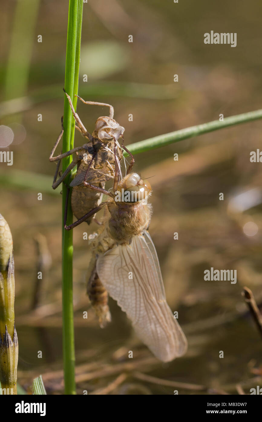 Emerald dragonfly larvae Stock Photo - Alamy