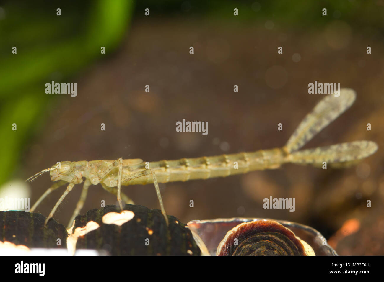 Damselfly larvae hi-res stock photography and images - Alamy