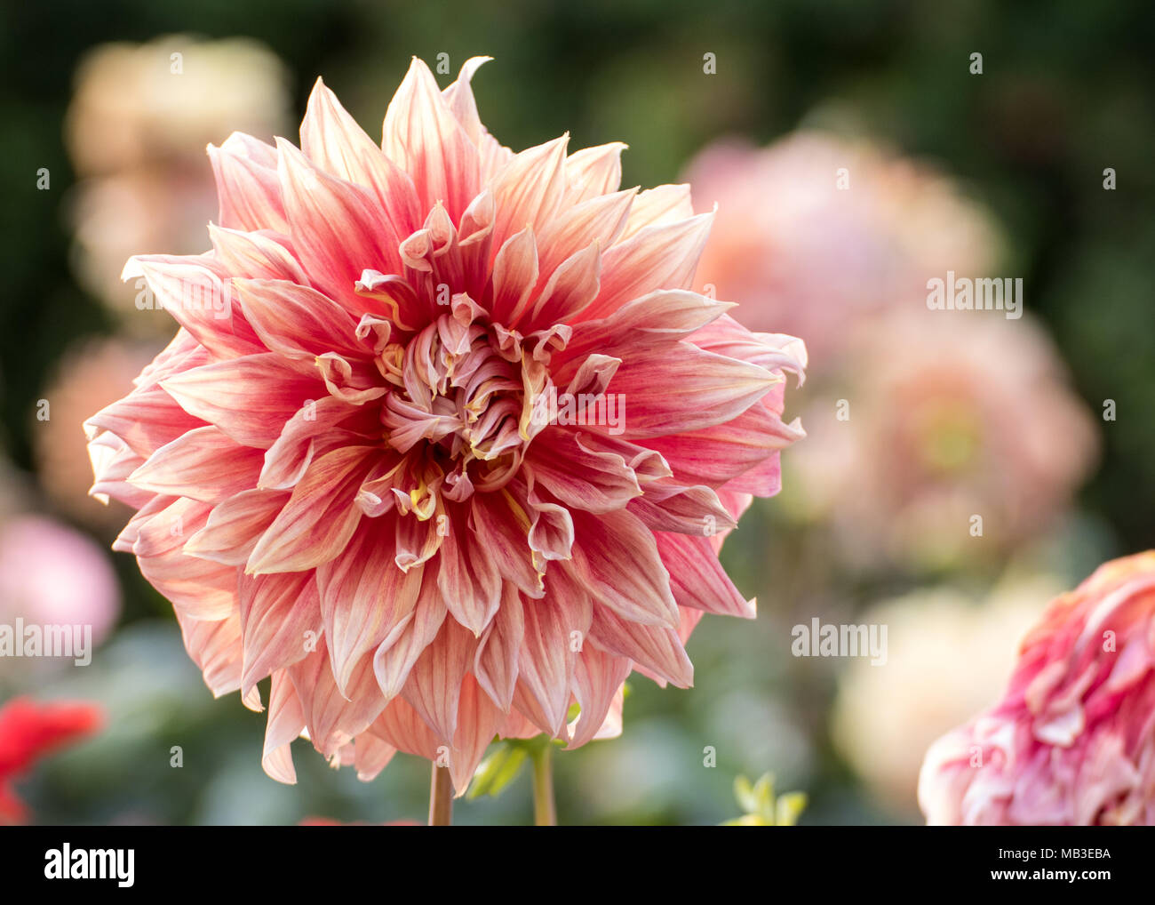 Whitish pink hi-res stock photography and images - Alamy