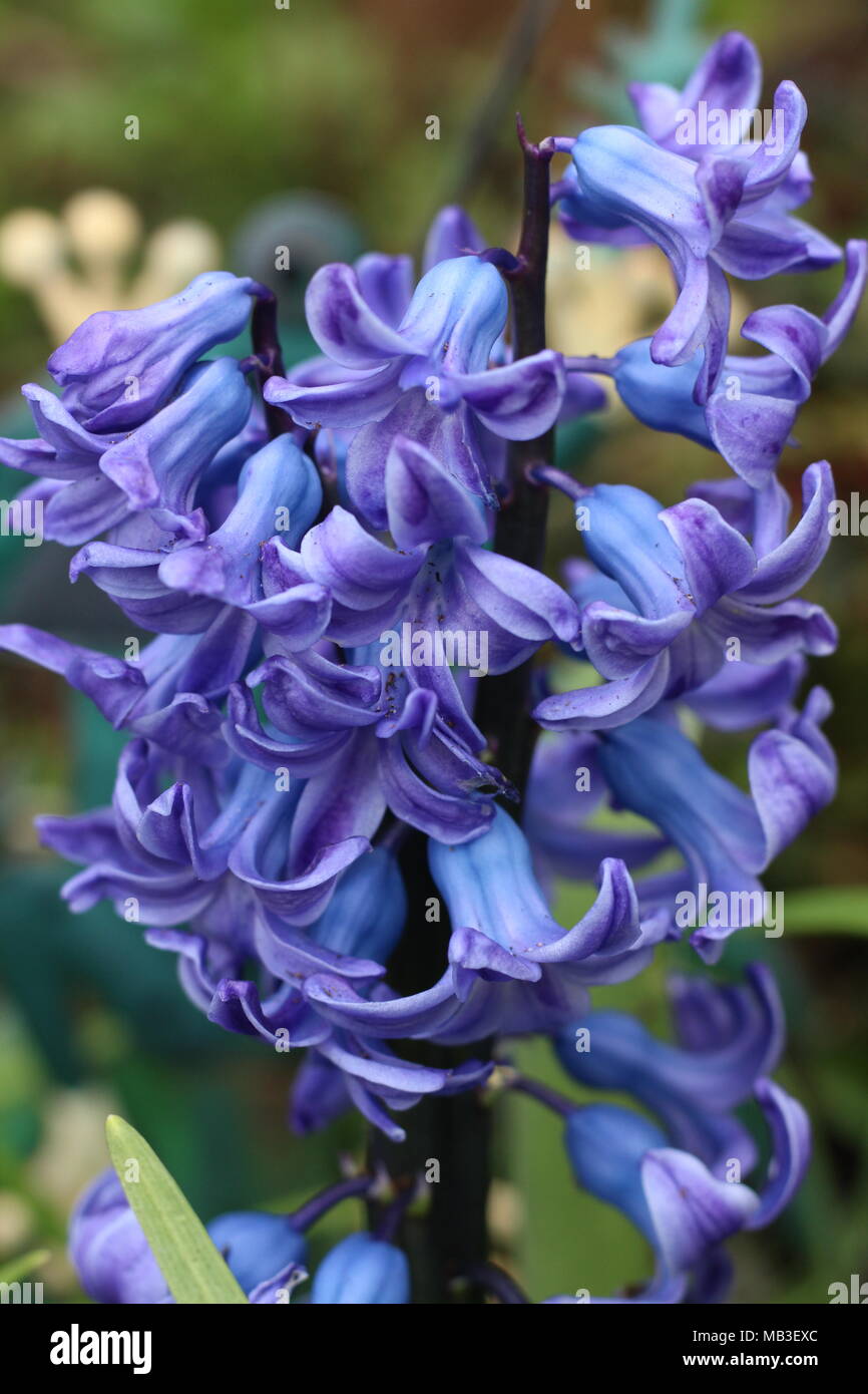 Star blue hyacinth hi-res stock photography and images - Alamy