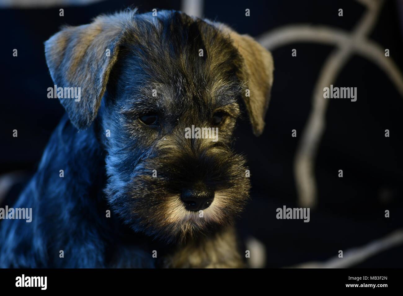 Miniature schnauzer puppy close face portrait, purebred, champion line ...