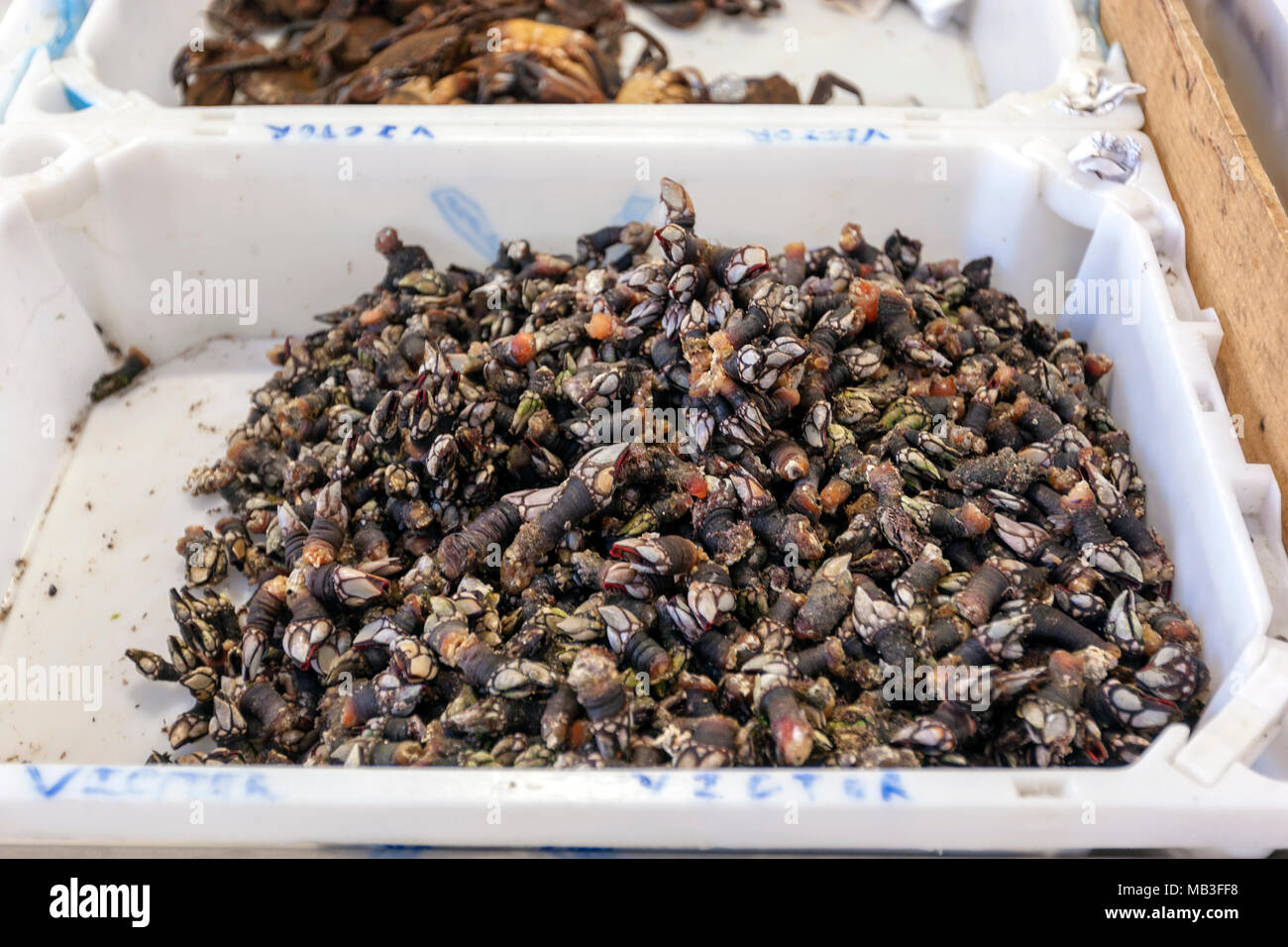Percebes hi-res stock photography and images - Alamy