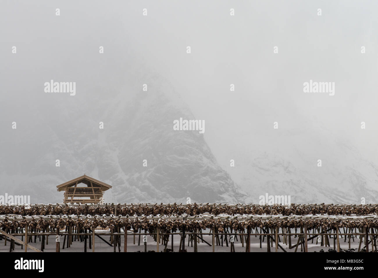 Fish drying racks in Sariskoy, Lofoten. Norway Stock Photo - Alamy