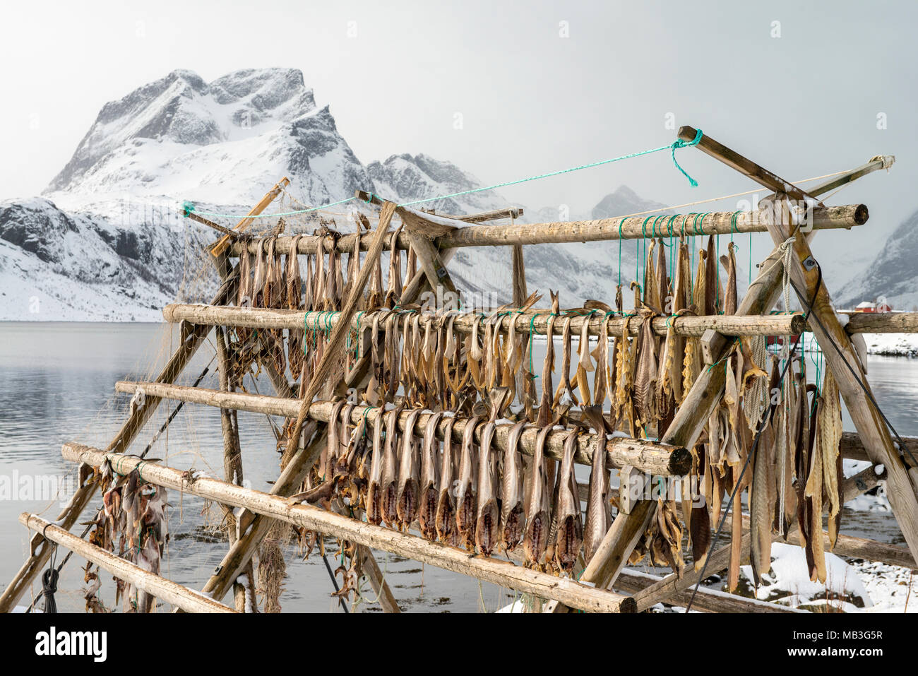 Traditional fish racks on Fredvang, Lofoten, Norway Stock Photo - Alamy