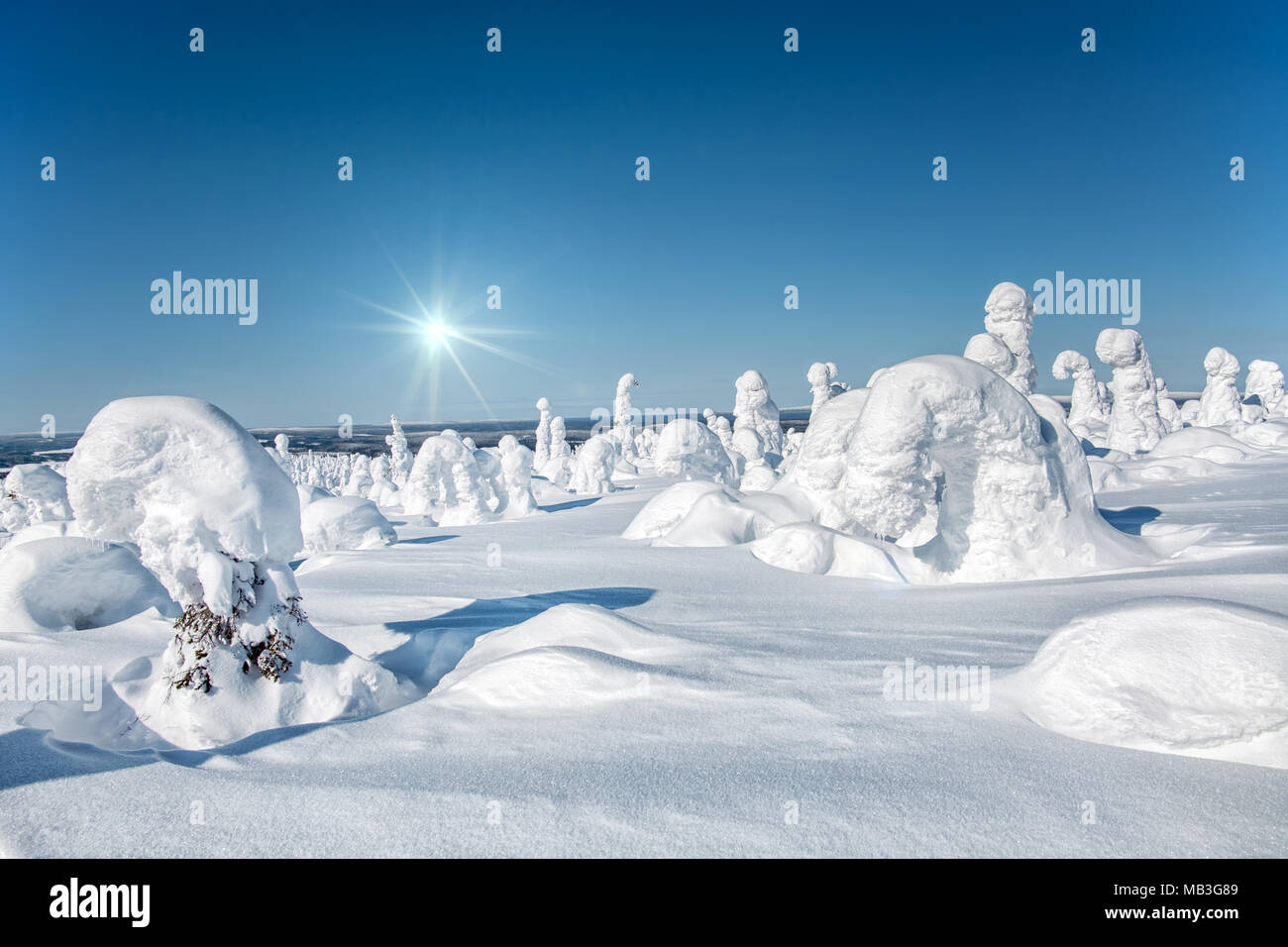 Winter landscape. The snow-clad trees on Mount Nuorunen. The Republic ...
