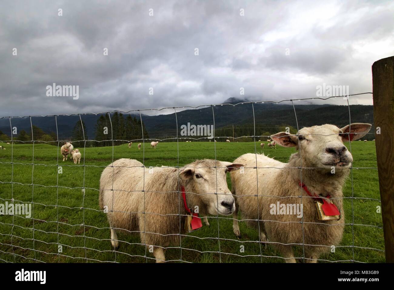 Sheep in Norway Stock Photo - Alamy