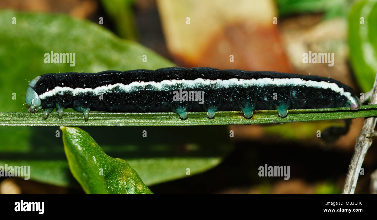 Black caterpillar hi-res stock photography and images - Alamy