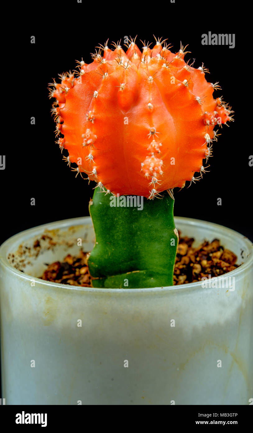 Moon cactus hi-res stock photography and images - Alamy