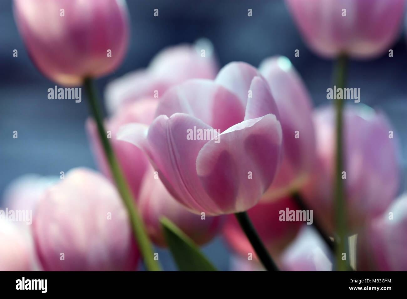 Tulips. Macro. A flower background with tulips horizontally with color ...
