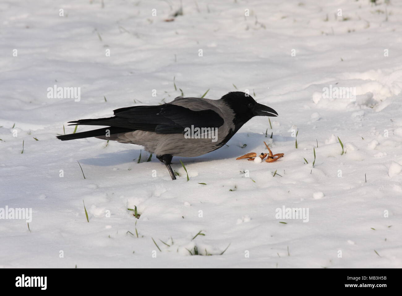 Crow In Winter High Resolution Stock Photography and Images - Alamy