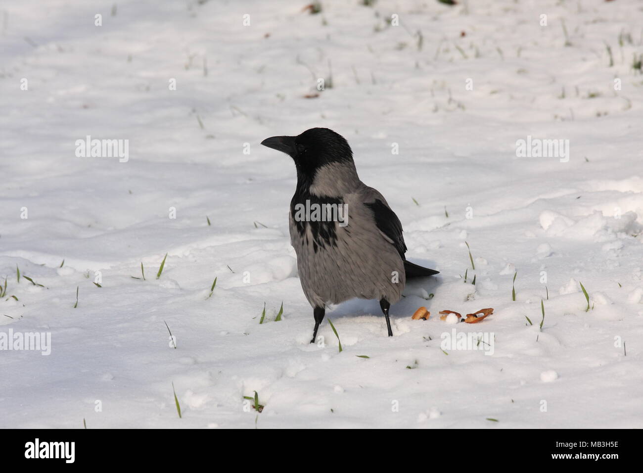 Hooded Crow in the snow Stock Photo - Alamy