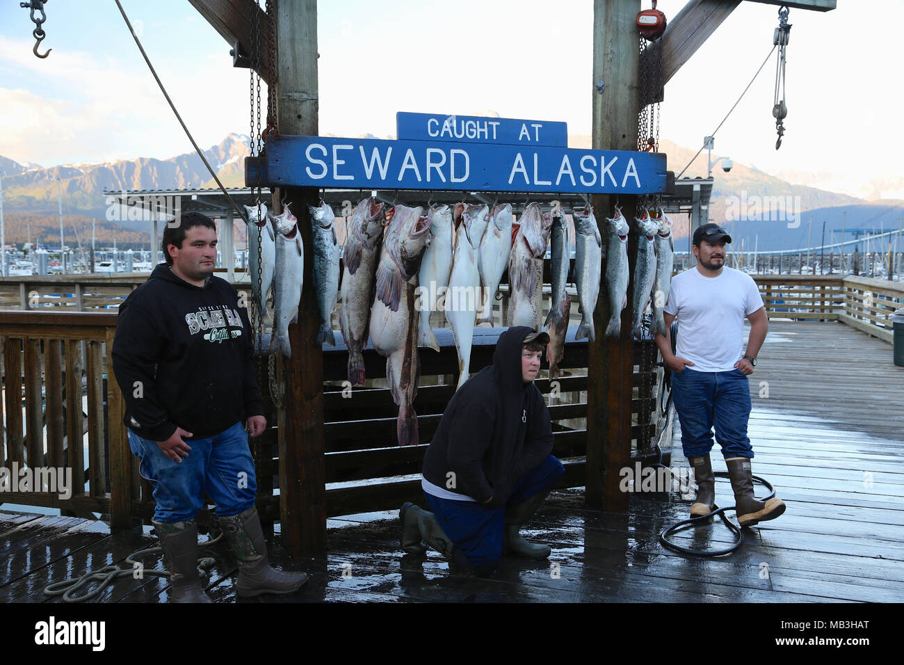 Dead salmon hi-res stock photography and images - Alamy
