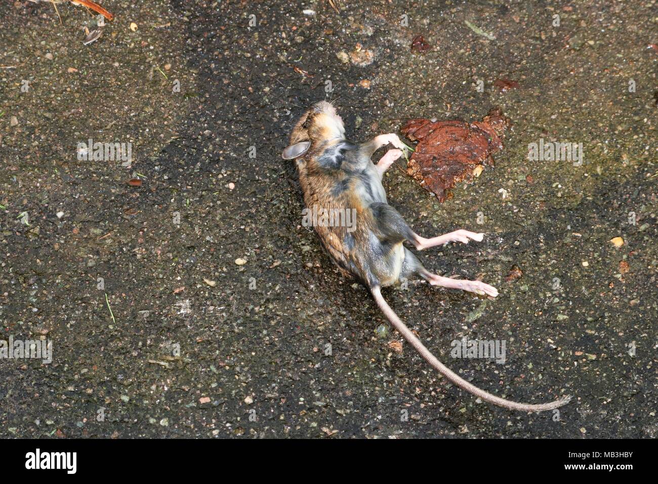 Dead body on floor hi-res stock photography and images - Alamy