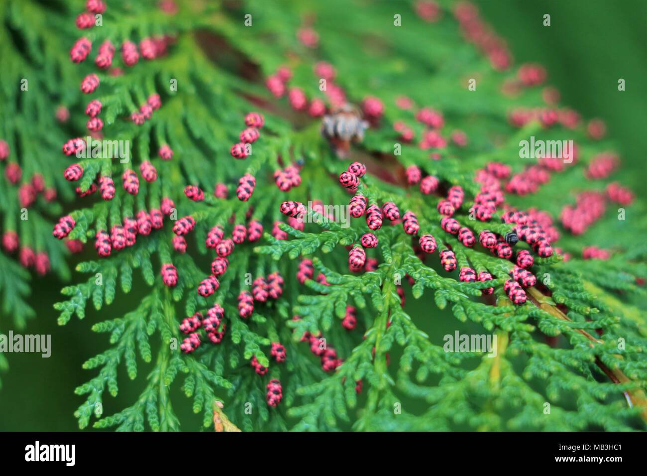 Chamaecyparis Lawsoniana - Pink tipped conifer Stock Photo - Alamy