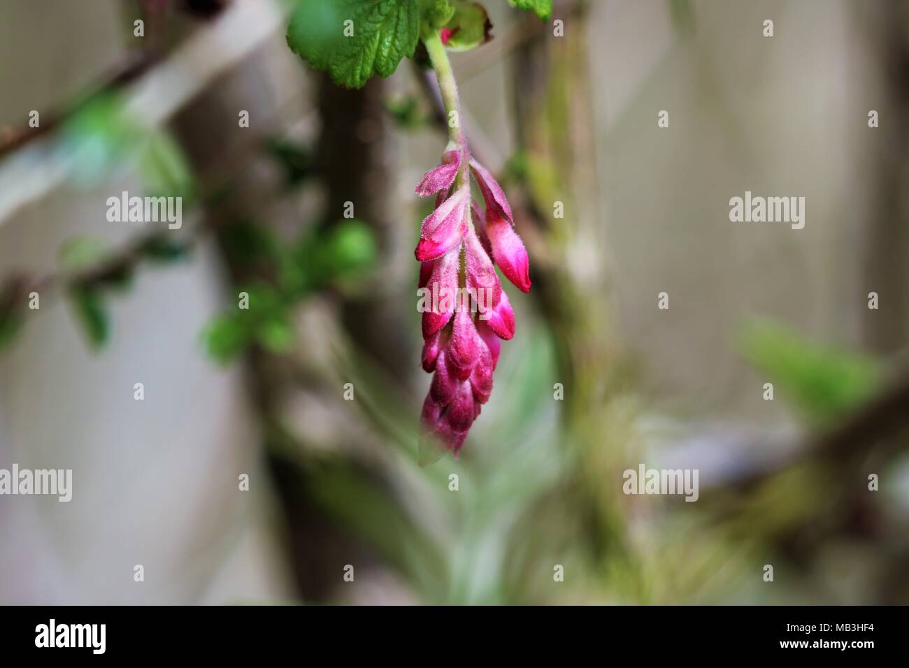 Pink budding flowers on plant in garden in Spring Stock Photo - Alamy